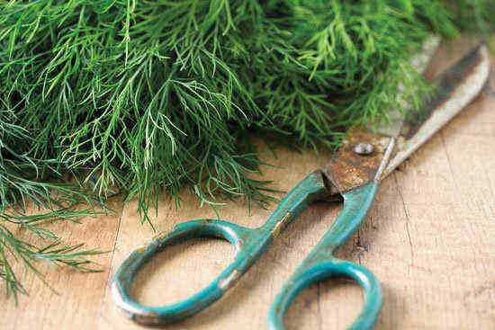 The Delightful Dill Plant – Cappers Farmer